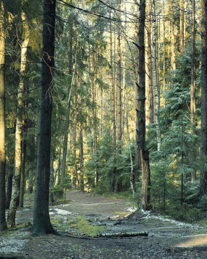 Forest, Sunny Autumn Day after the First Snow Stock Image - Image of ...
