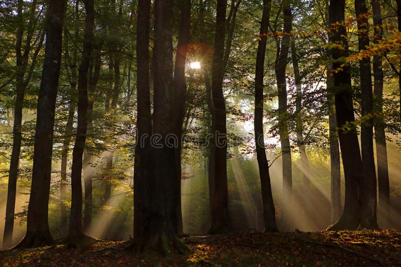 Forest with sunrays stock image. Image of morning, landscape - 89957171