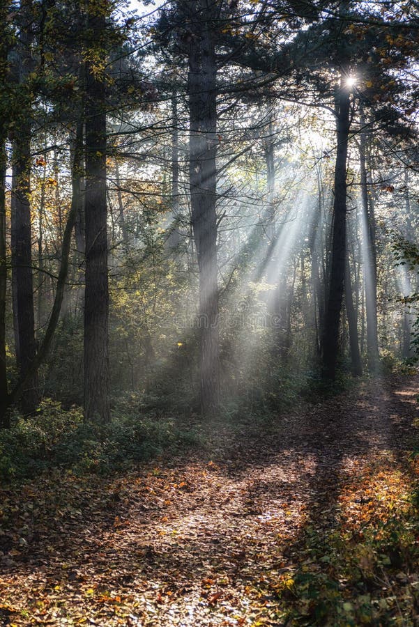 Forest Sunrays stock image. Image of gold, autumn, russet - 84244959