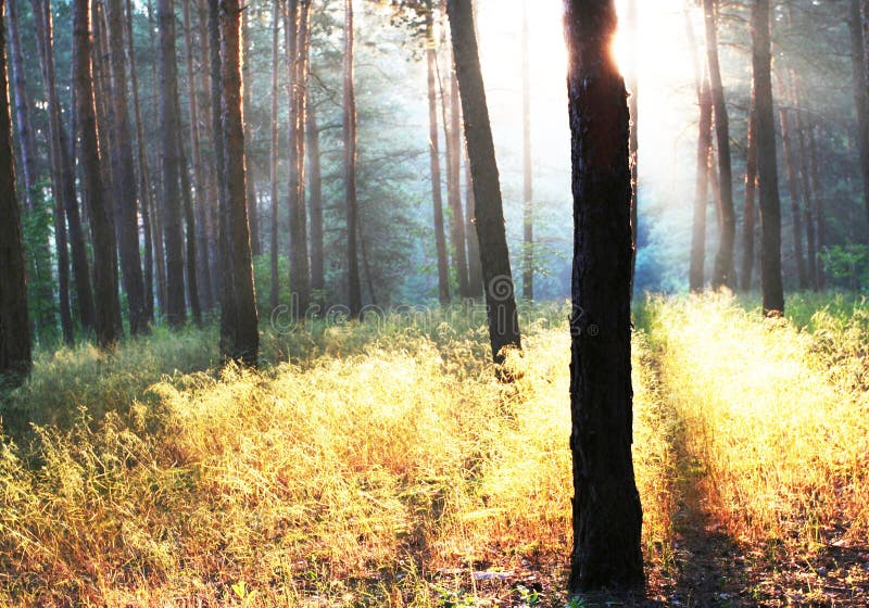 Forest on sunrise stock image. Image of inspiration, country - 5669773