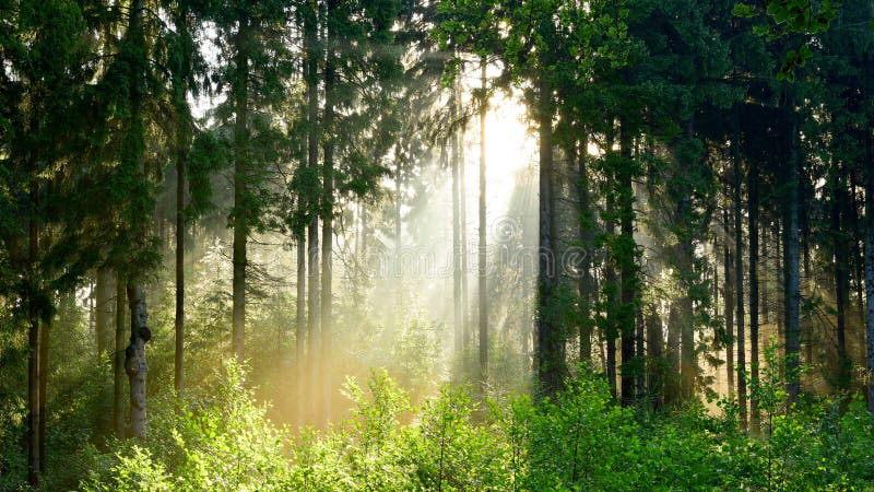Forest at sunrise stock photo. Image of forestry, sunbeams - 97013716