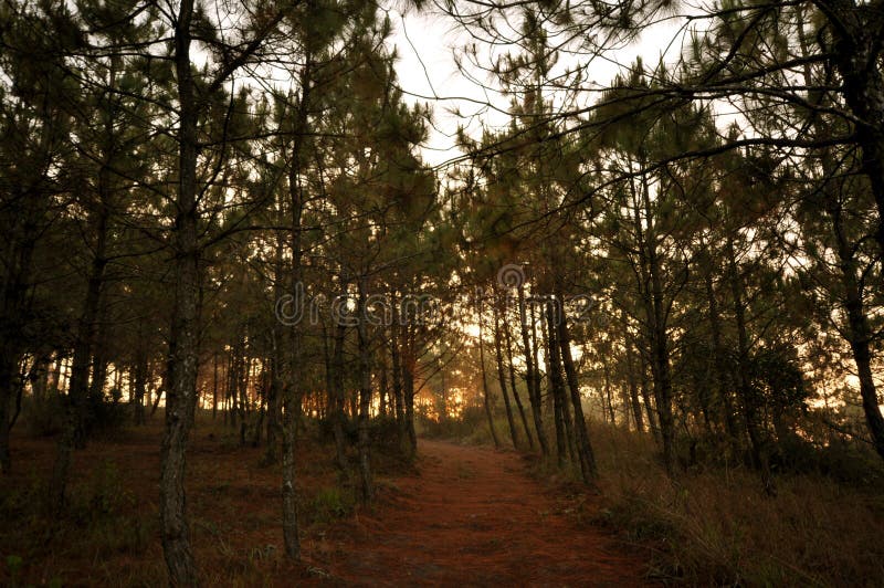 Forest Sunrise stock image. Image of spring, nature, fall - 50840615