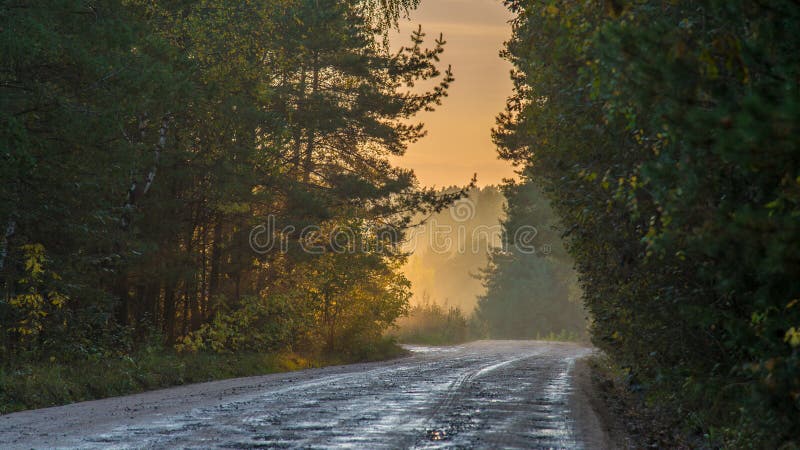 Forest at sunrise road stock image. Image of light, season - 258695001