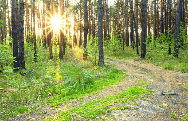 Sunset in the forest stock photo. Image of fall, ground - 28280024