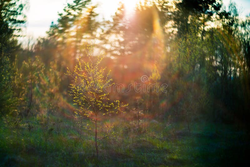 Forest at sunset afternoon stock image. Image of spring - 74024769