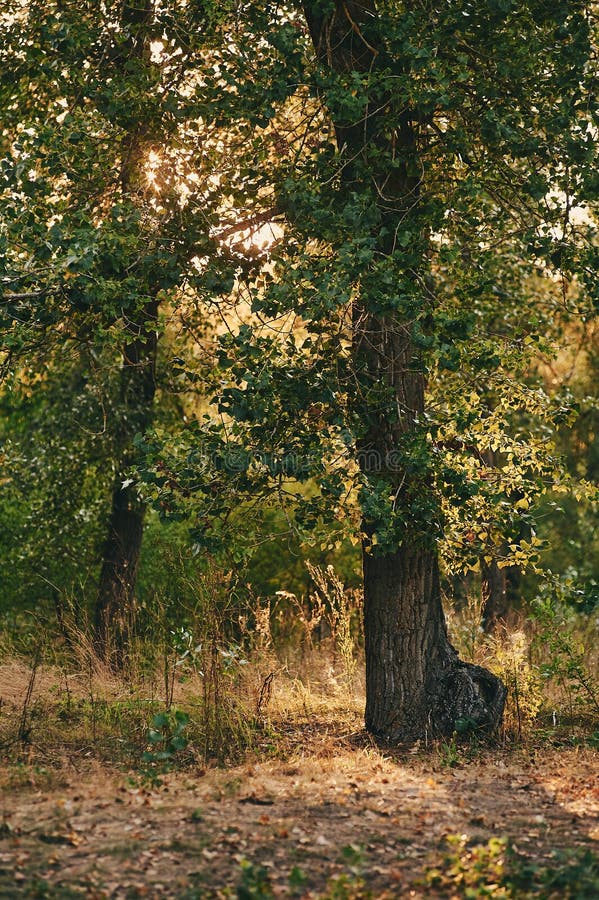 Forest at Sunset Amateur Photo, Landscape Stock Image - Image of nature ...