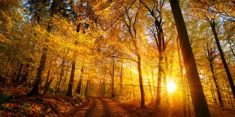 Forest sunset in autumn stock photo. Image of autumn - 157754110