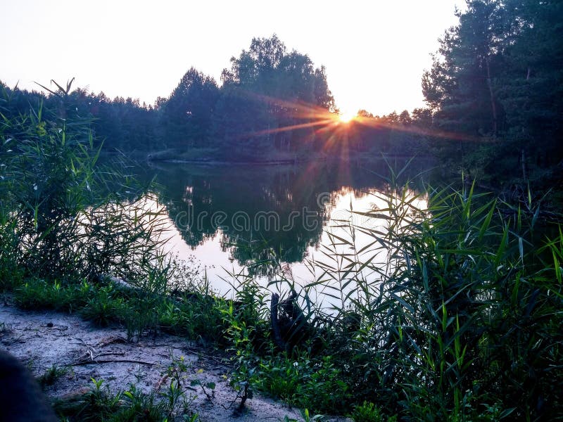 Forest sunset on the pond stock image. Image of tree - 180429615