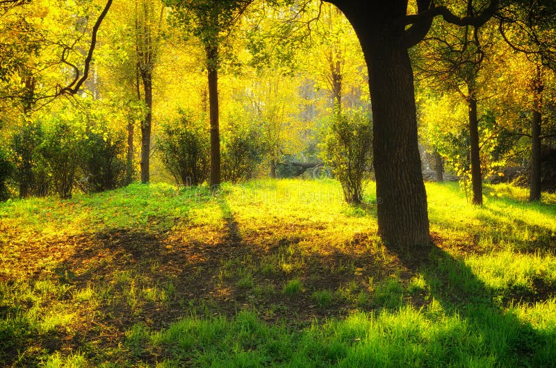Forest Sunset Scene stock photo. Image of sunlight, shadow - 22399338