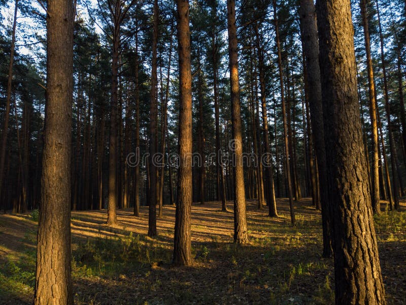 Forest in sunset stock photo. Image of outdoor, ecology - 183705312