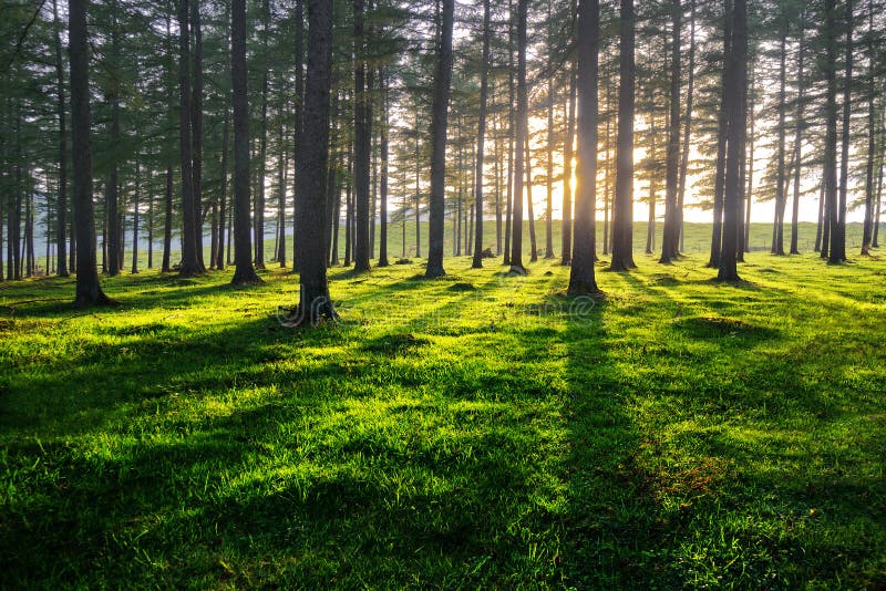 Forest At Sunset With Shadows Stock Photo - Image of landscape, sunrise ...