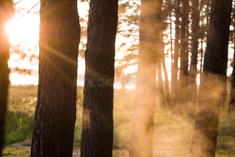 The Forest at Sunset in Smoke Stock Image - Image of ecology, beautiful ...