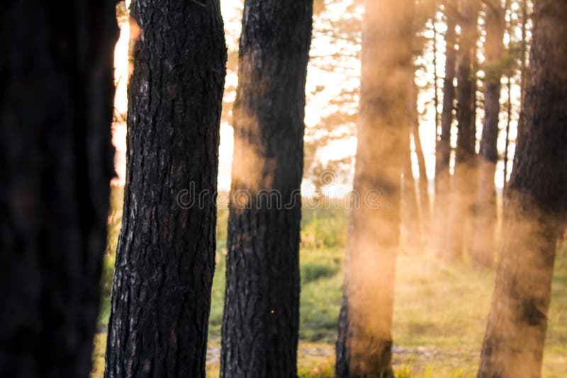 The Forest at Sunset in Smoke Stock Photo - Image of destruction ...