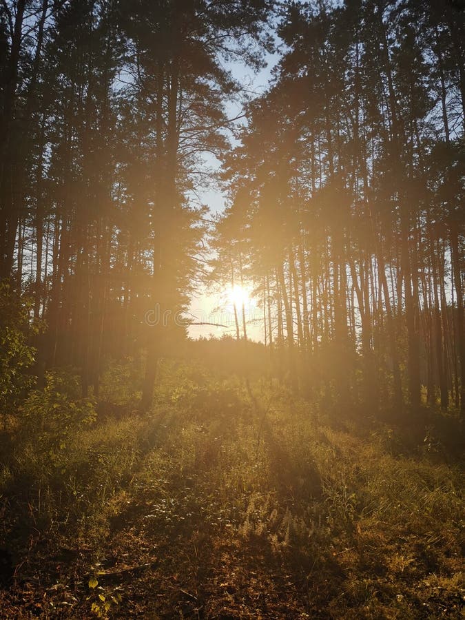 The Forest at Sunset. Summer. Ukraine Stock Photo - Image of ukraine ...