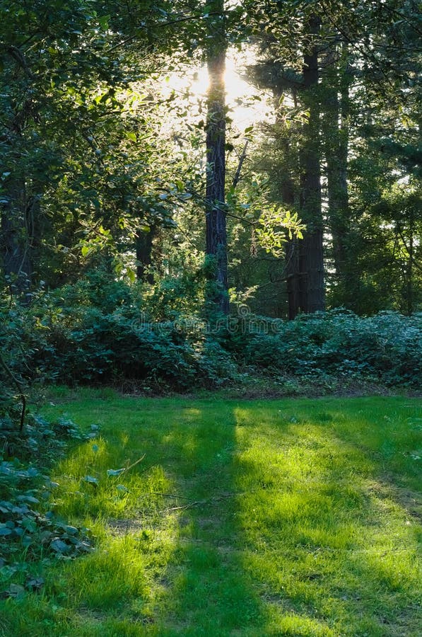 Landscape with Sun Behind Tree Stock Photo - Image of nature, wood ...