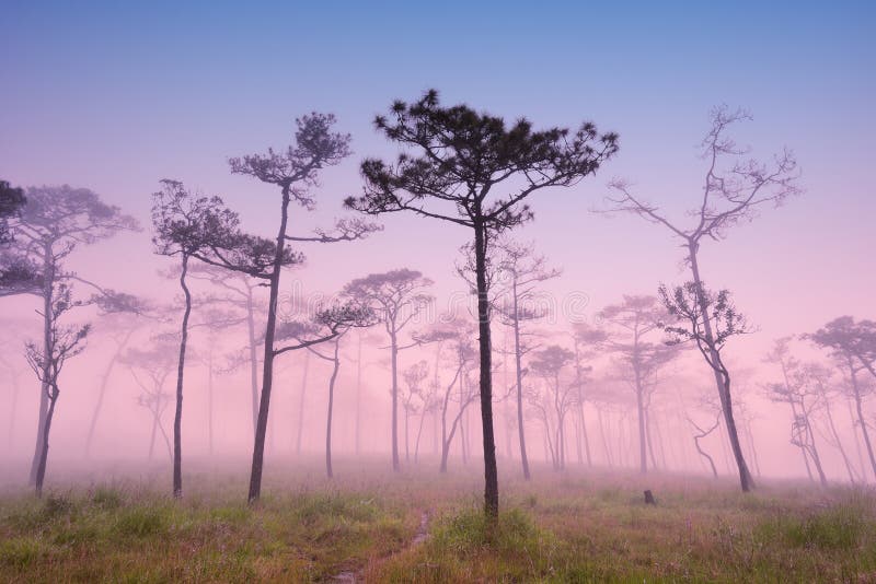 Forest with sunset stock image. Image of cloudscape, range - 45267875