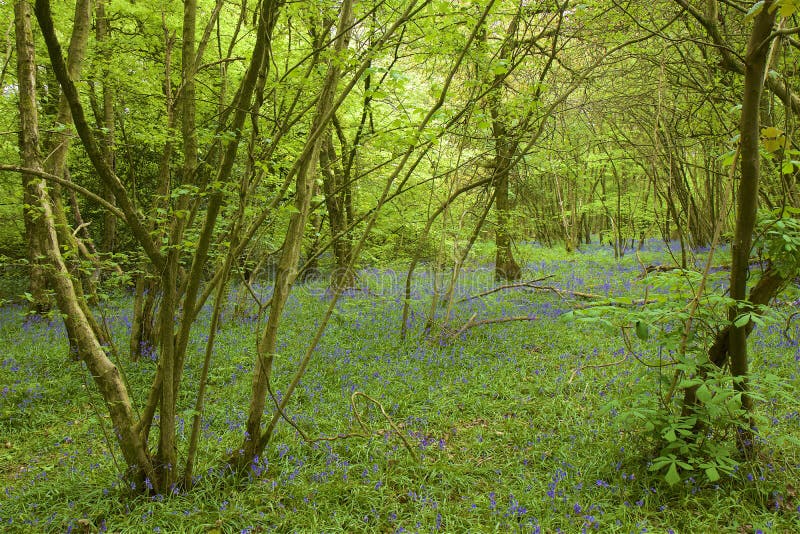 Forest - Surrey Hills Walk, England Stock Image - Image of view ...