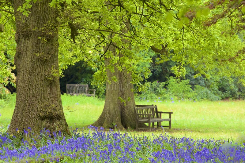 Forest in Surrey Hills, England Stock Image - Image of outstanding ...
