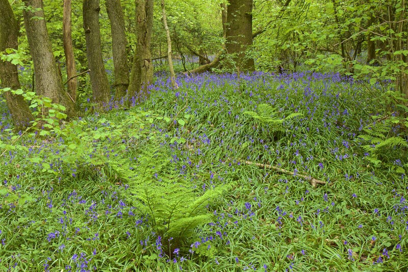 Forest in Surrey Hills, England Stock Image - Image of surrey, british ...