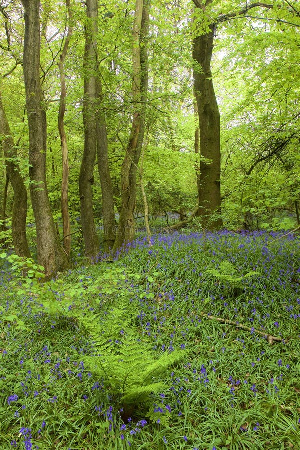 Forest in Surrey Hills, England Stock Image - Image of outstanding ...