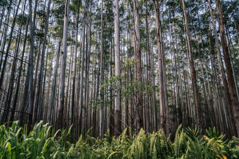 Forest Surrounded by Dense Eucalyptus Trees Stock Photo - Image of ...