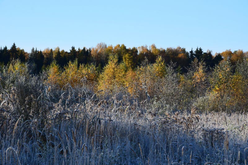 Forest Surrounded by Dense Trees and Bushes Stock Photo - Image of ...