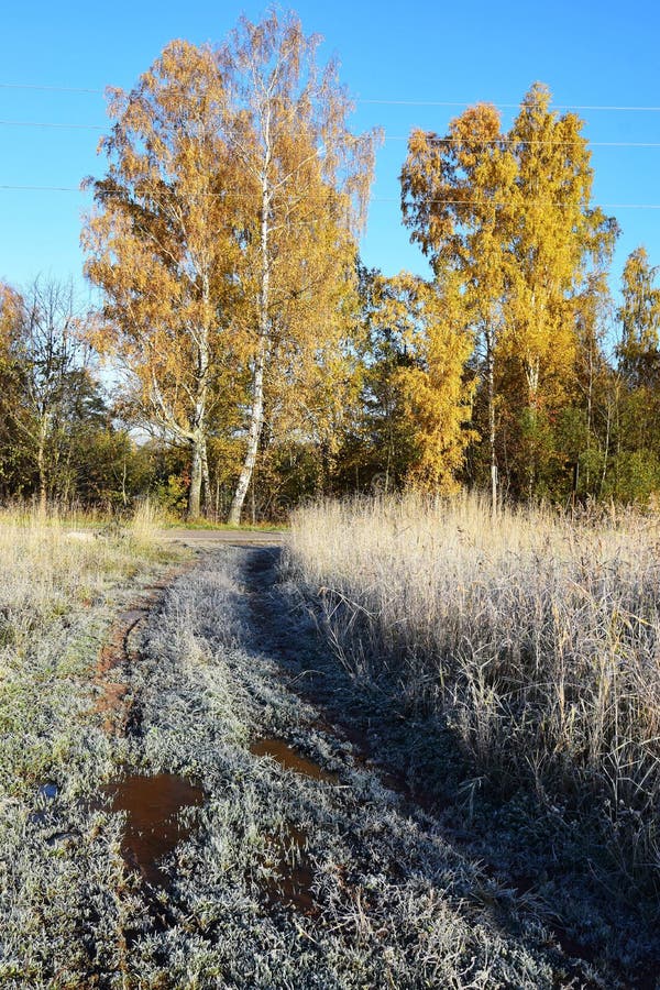 Forest Surrounded by Dense Trees and Bushes Stock Photo - Image of lush ...