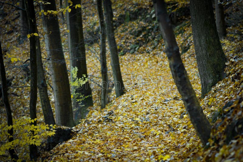 Forest Surrounded by Yellow Leaves on Ground Stock Image - Image of ...