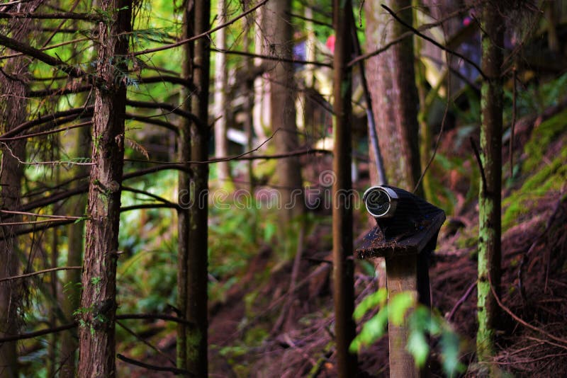 Forest surveillance stock photo. Image of forest, safe - 79234574