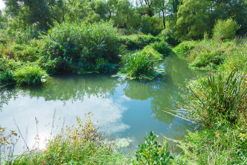 Forest Swamp with Bright Green Plants and Grass Stock Photo - Image of ...