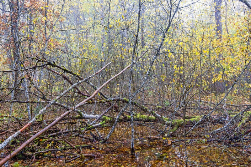 Forest Swamp with a Fallen Tree a Gloomy Autumn Day in a Swamp Stock Image - Image of fall ...