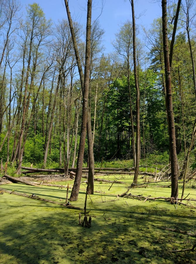 Forest swamp. stock image. Image of grass, sunlight - 278506187
