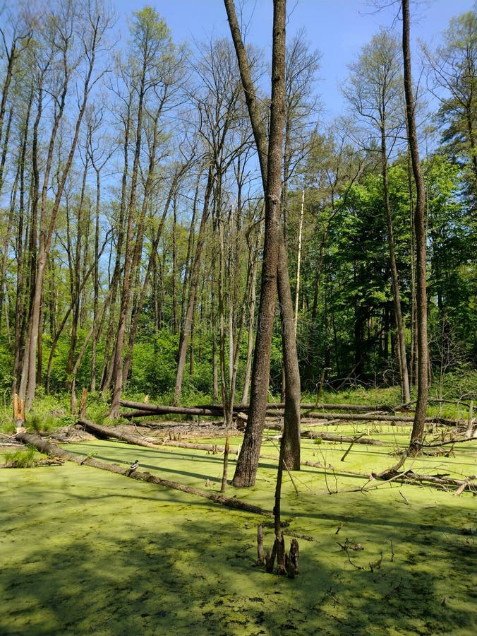 Forest swamp. stock image. Image of landscape, green - 278506207