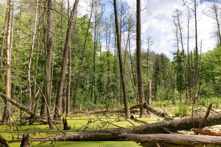 Forest swamp. stock image. Image of grove, spring, swamp - 288255597