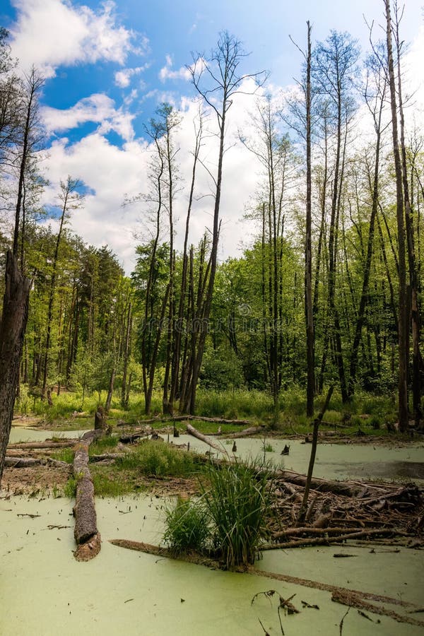 Forest swamp. stock photo. Image of deciduous, autumn - 288255616