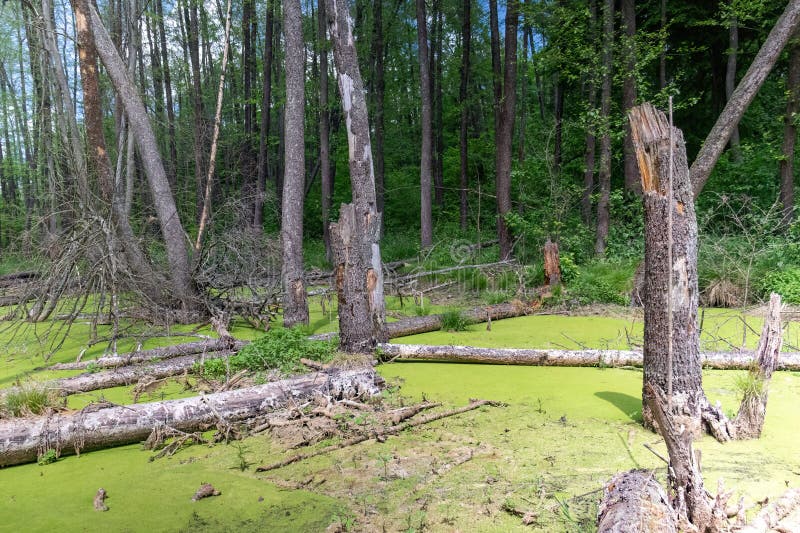 Forest swamp. stock image. Image of meadow, leaf, swamp - 288255657