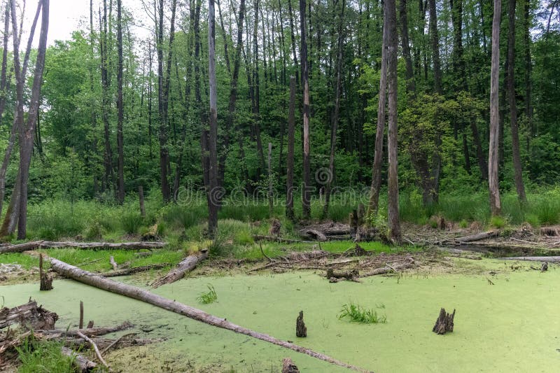 Forest swamp. stock photo. Image of spring, jungle, wetland - 288255678