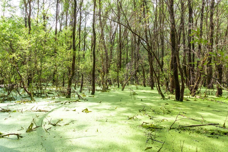 Forest Swamp. Green Trees in the Swamp Stock Photo - Image of brown ...