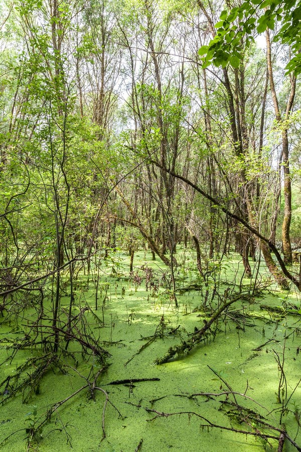 Forest Swamp. Green Trees in the Swamp Stock Photo - Image of lush ...