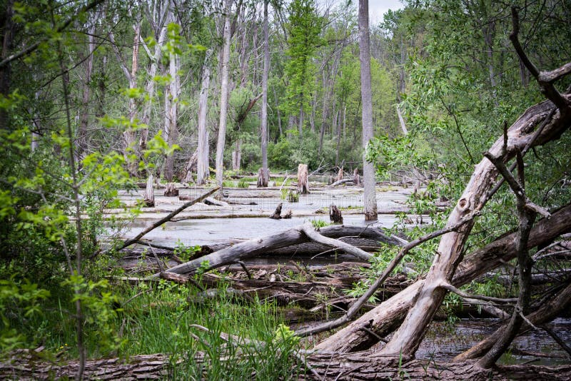 Forest with swamp stock image. Image of tranquil, solitude - 93767435