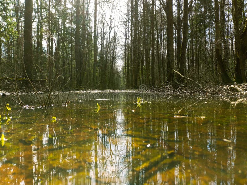 Forest Swamp in the Middle of Spring Stock Image - Image of woodland ...