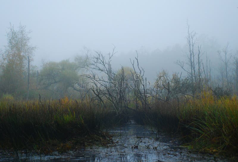 Forest swamp in mist stock photo. Image of plants, drowned - 237789366