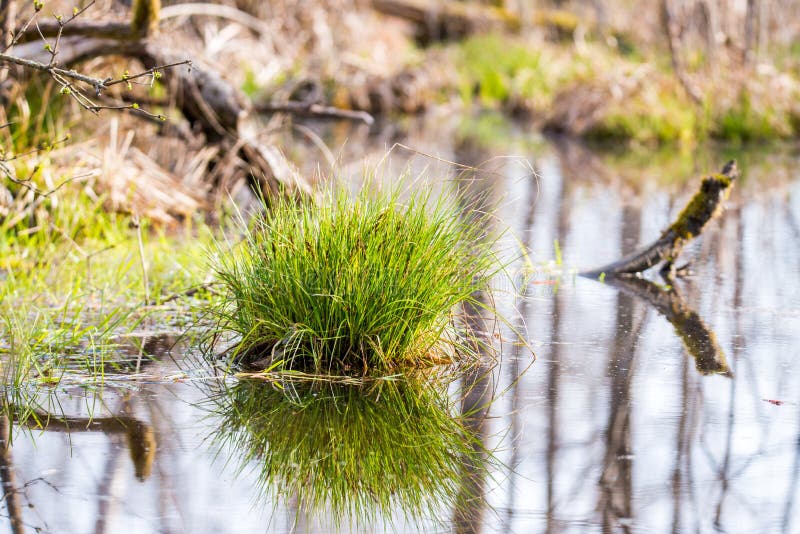 Forest swamp plants stock photo. Image of marsh, remote - 217006512