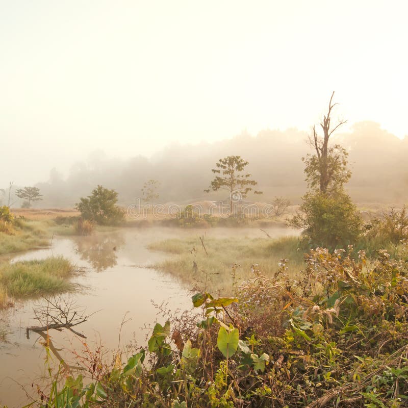 Forest swamp scene stock photo. Image of reflection, area - 36605736