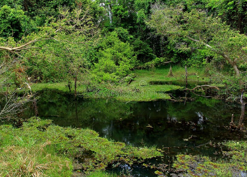 Forest swamp scene stock photo. Image of lush, nature - 122732884