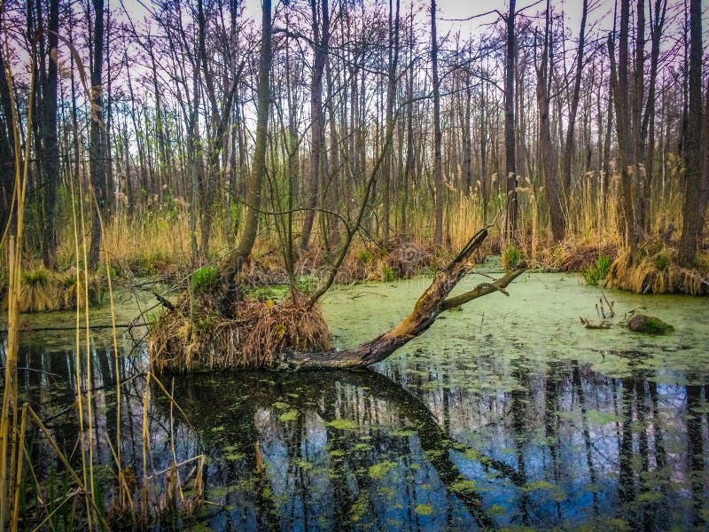 Forest Swamp Scene. Nature Landscape Stock Photo - Image of reflection ...