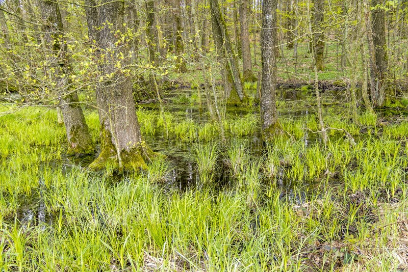 Forest with swamp stock image. Image of mire, plant, moisture - 93848819