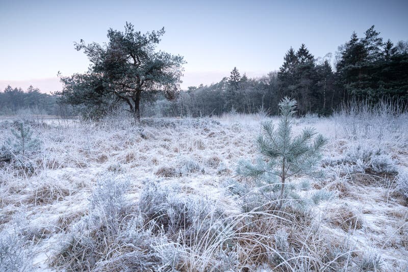 Frozen swamp in Drenthe stock photo. Image of seasonal - 29157614