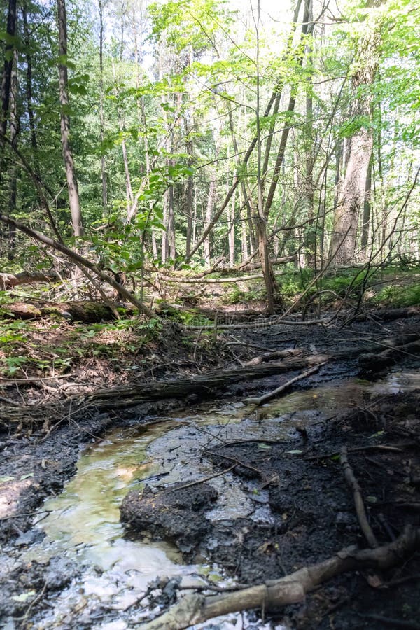 Forest swamp. stock image. Image of trail, watercourse - 288255413