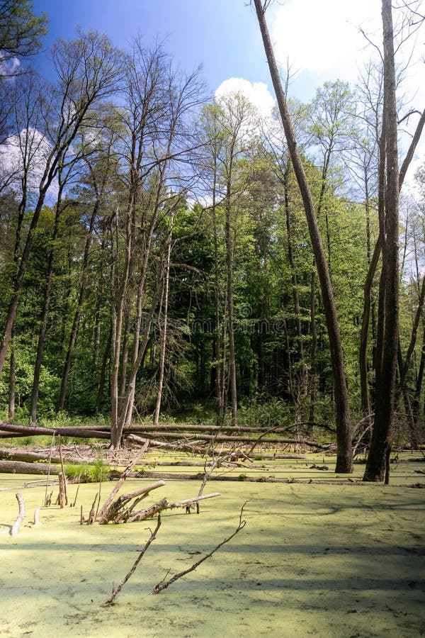 Forest swamp. stock image. Image of wilderness, tree - 288255541